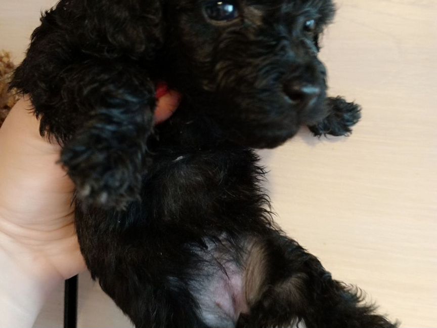 Той-пудель девочка