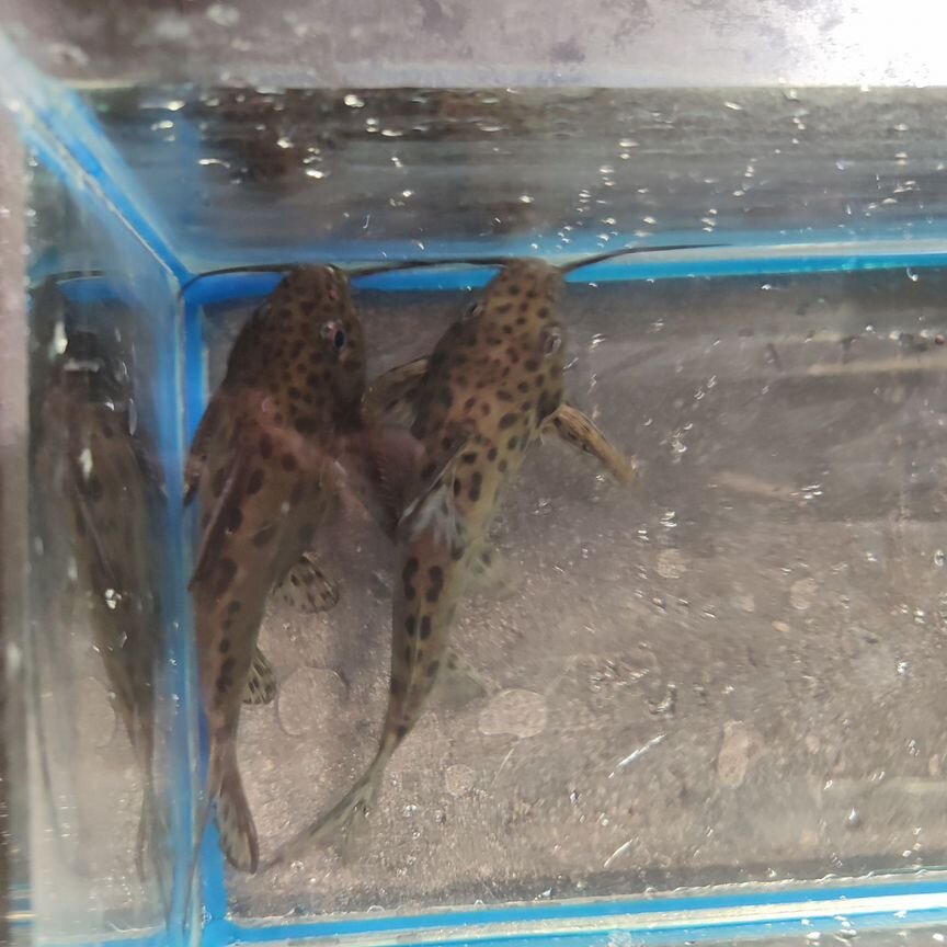 Сомик синодонтис