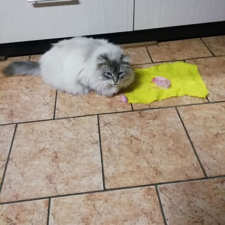 Кот