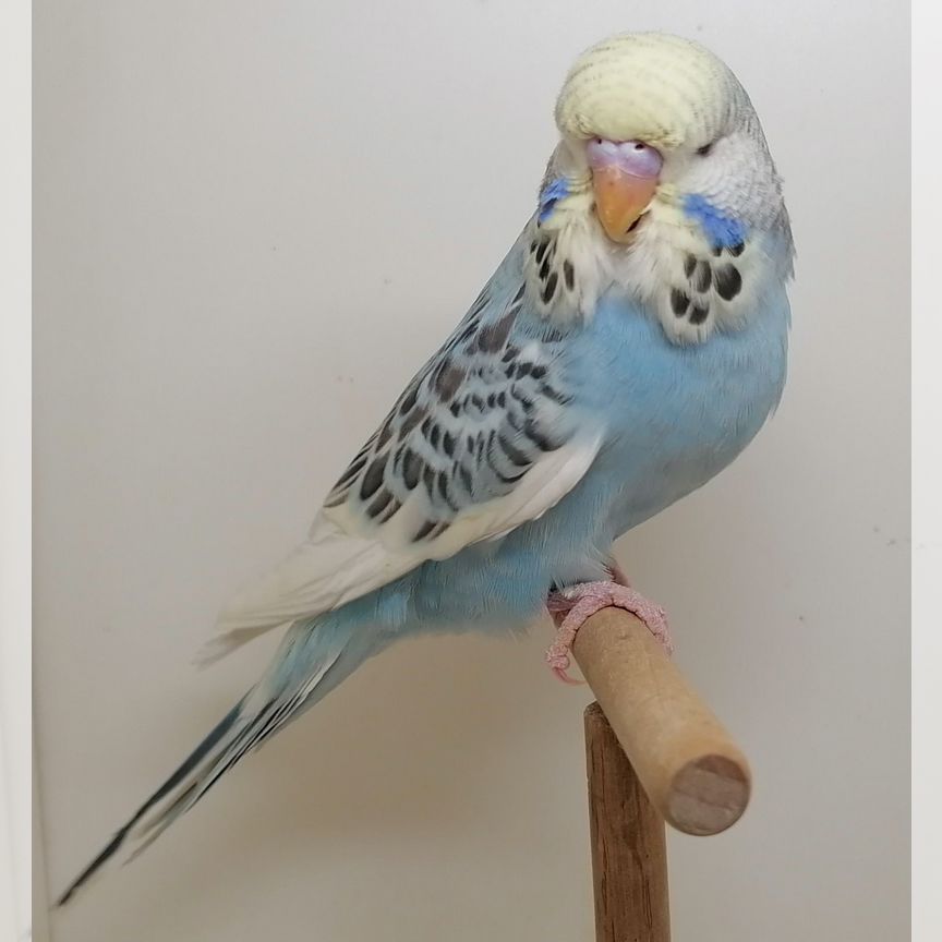 Ввп,Чехи,птенцы