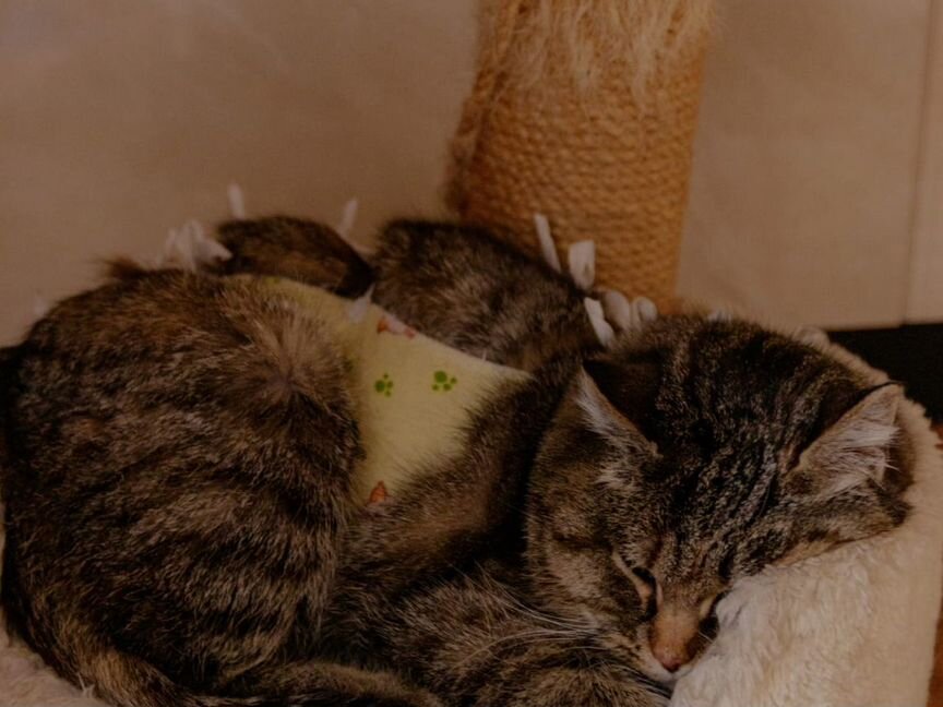 Герда ищет дом