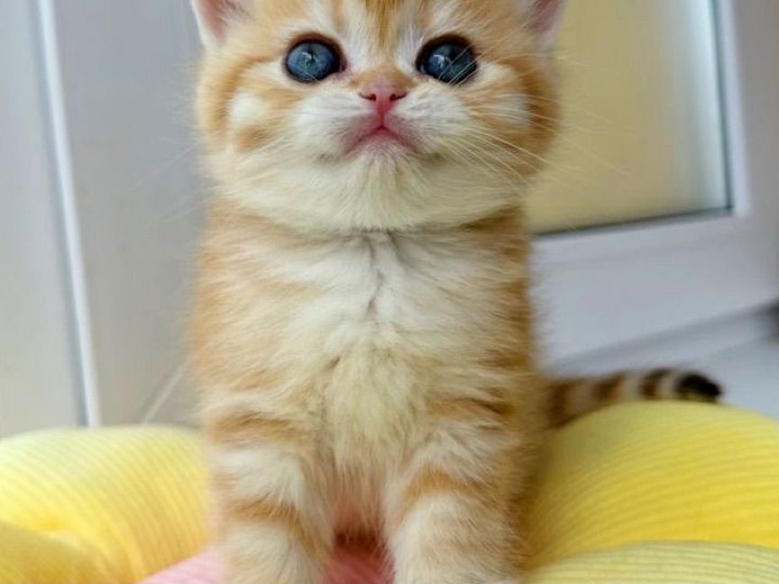 Эксклюзивная шотландская красотка