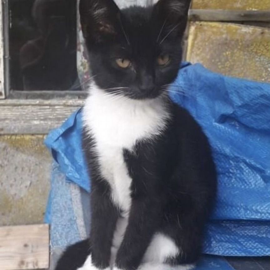 Котенка бросят на даче