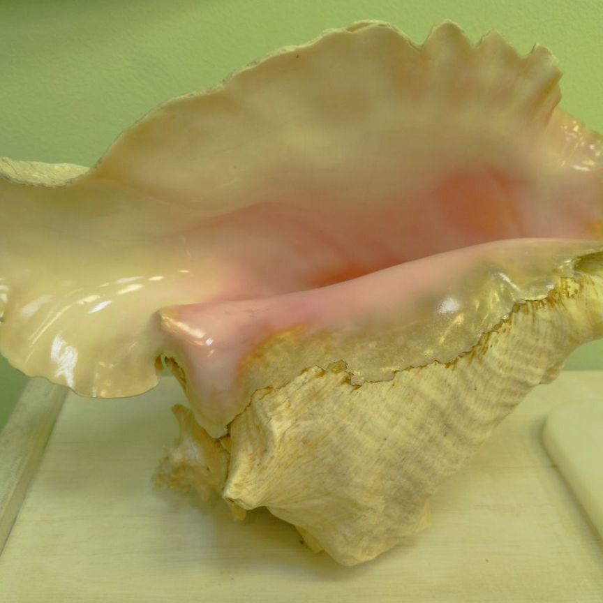Ракушка морская большая