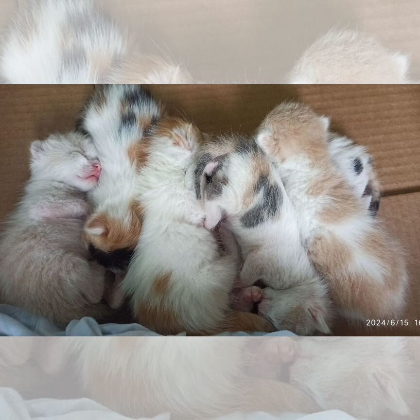 Котята в добрые руки