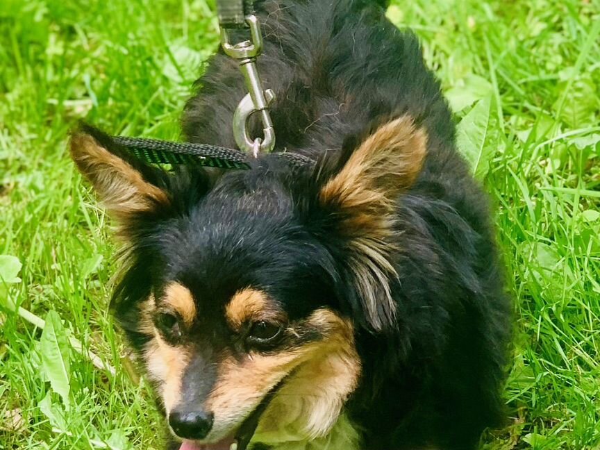 Маленькая собачка в добрые руки