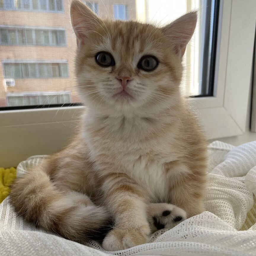 Британский короткошёрстный котёнок