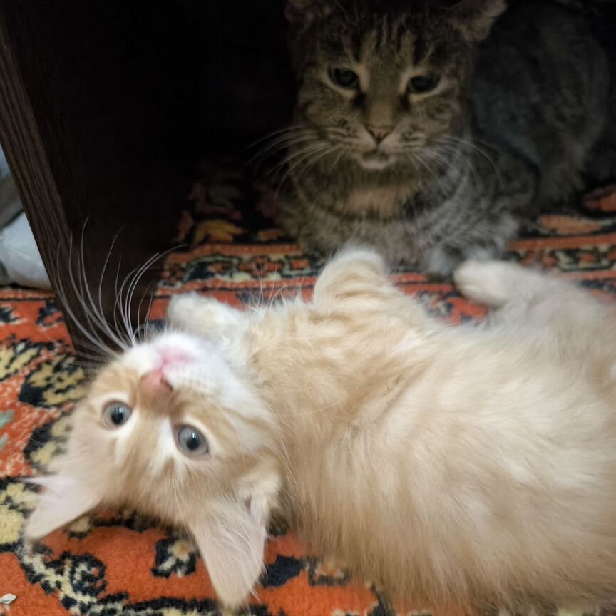 Котёнок в добрые руки