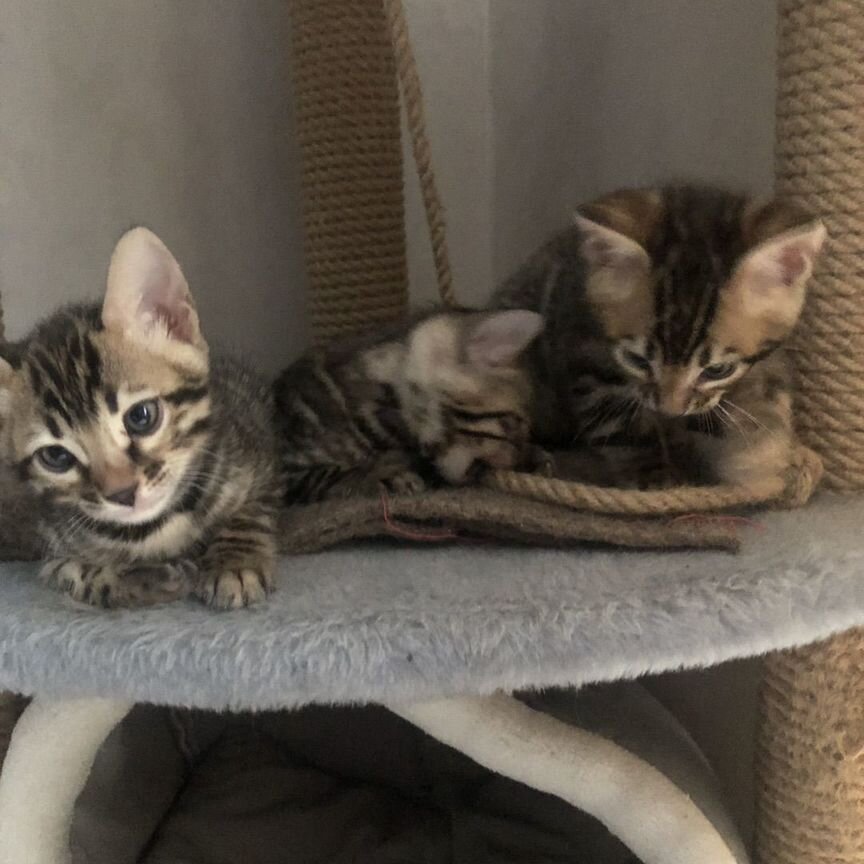 Бенгальские котята