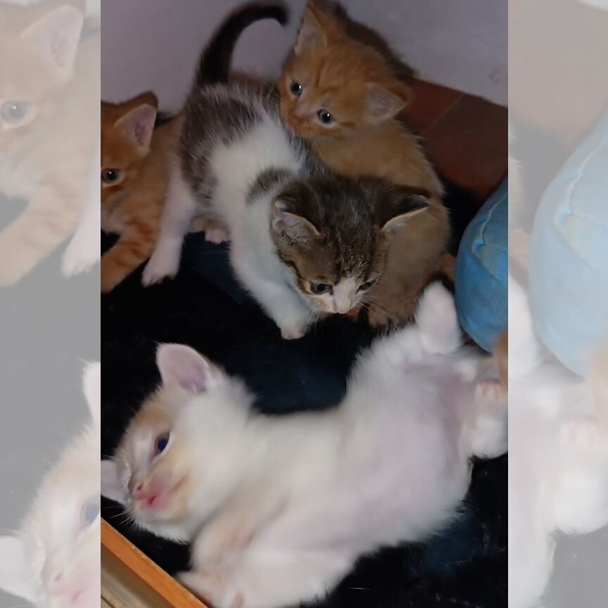 Котёнок в добрые руки