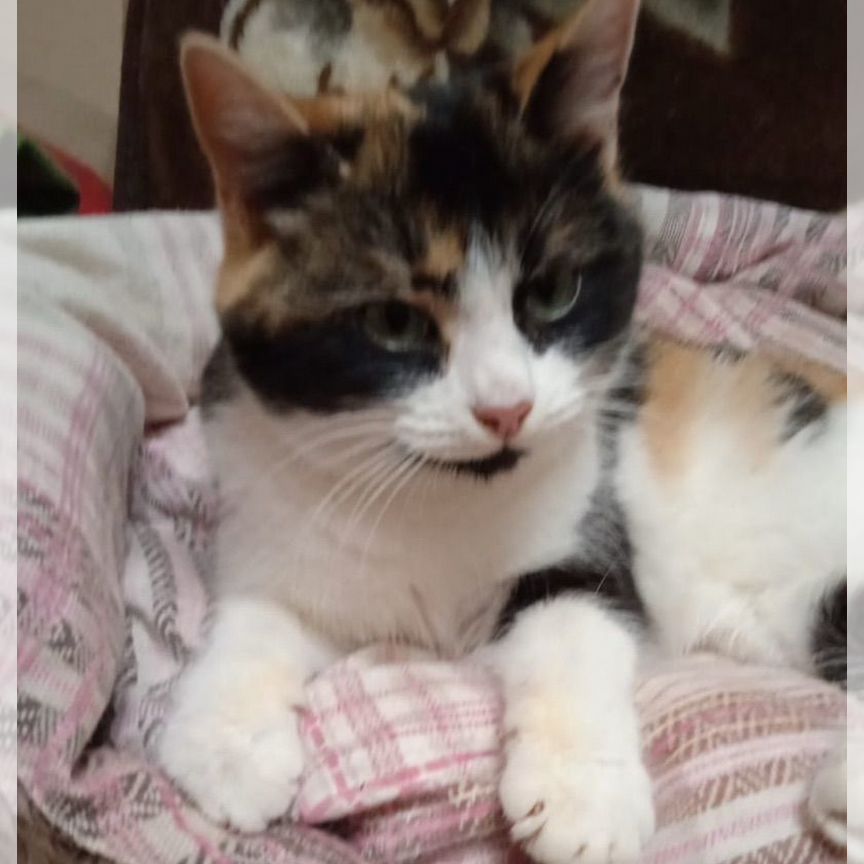 Котенок подросток на счастье