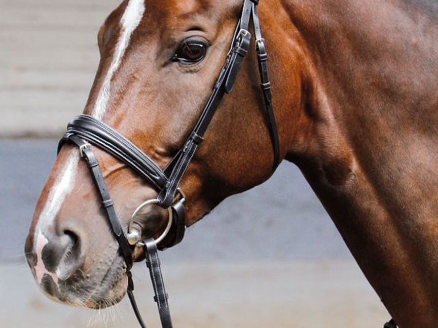 Оголовье трензельное "Soft" для лошади новое