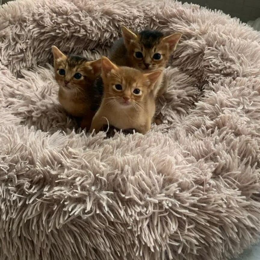 Абиссинский котёнок