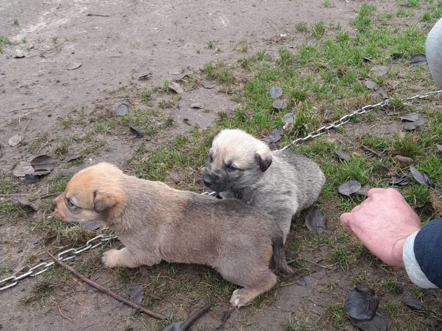 Собака в добрые руки щенок мальчик