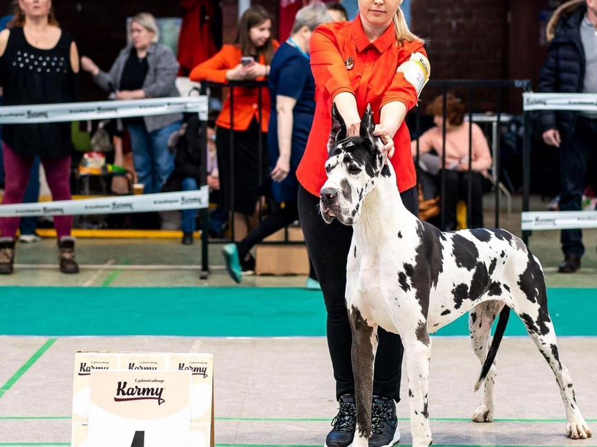 Собака немецкий дог