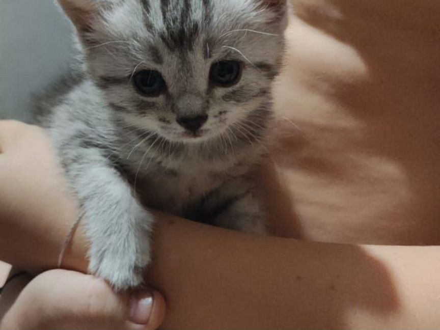 Котенок в добрые руки