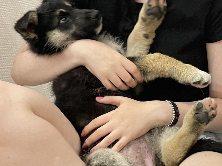 Метис овчарки в доьрые руки