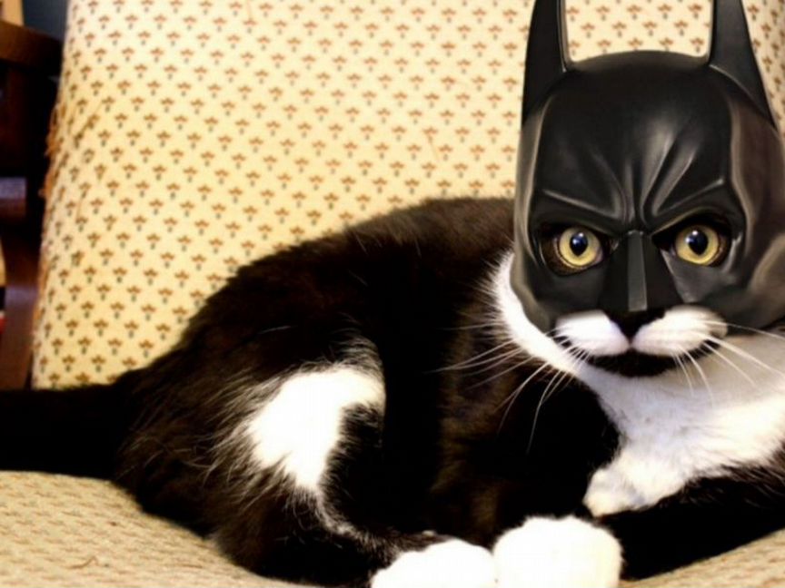 Кот Бэтмен в дар