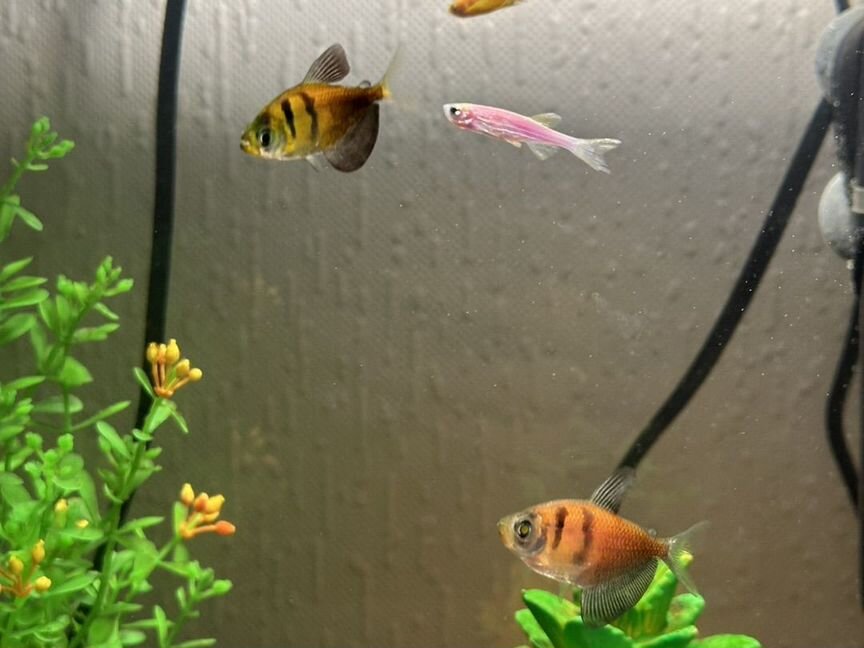 Отдам даром рыбок