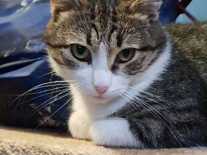 Кошечка подросток