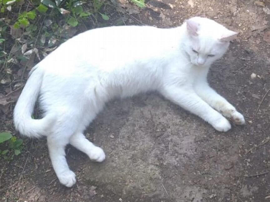 Кошка белая