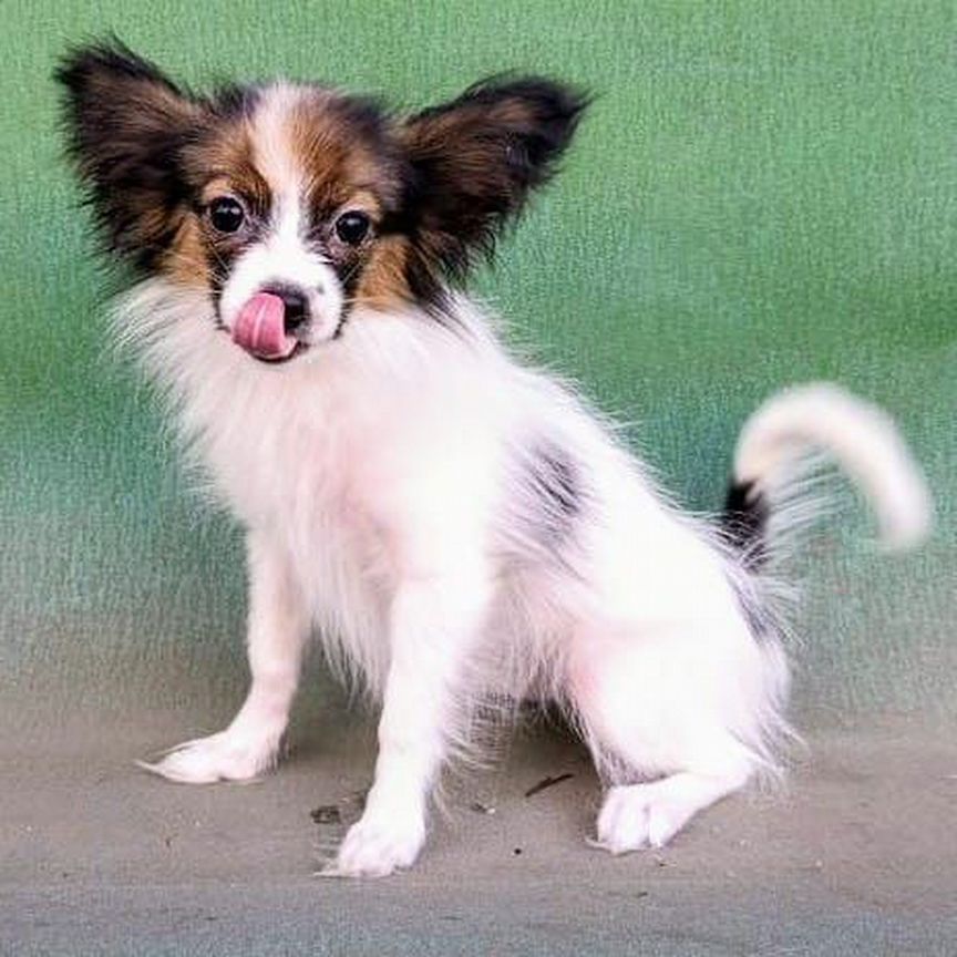 Континентальный той-спаниель папильон, щенок