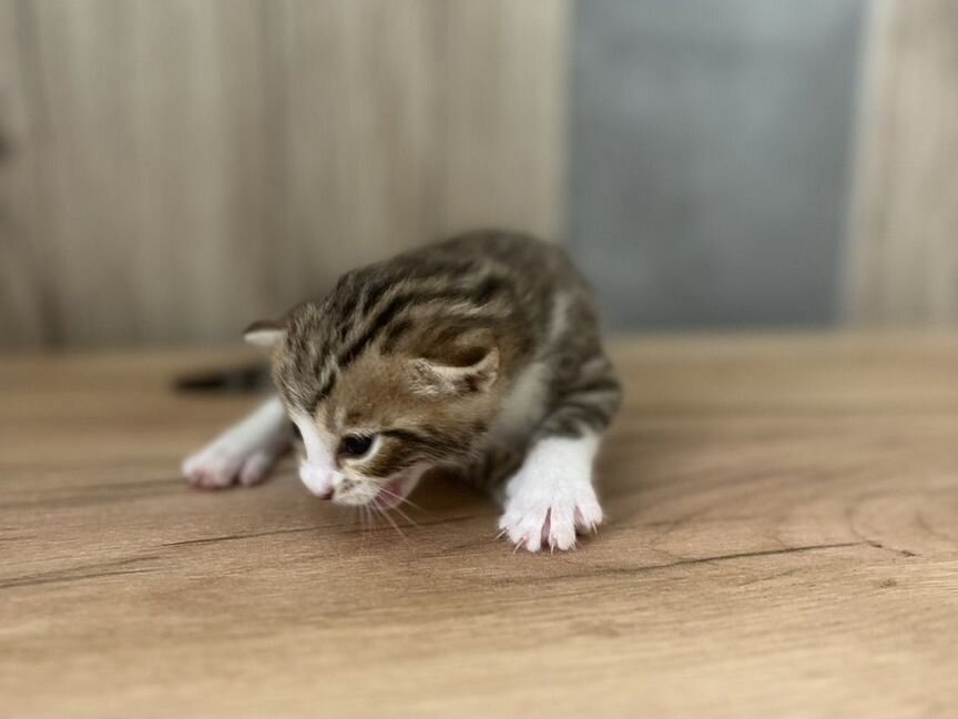 Бенгальские котята