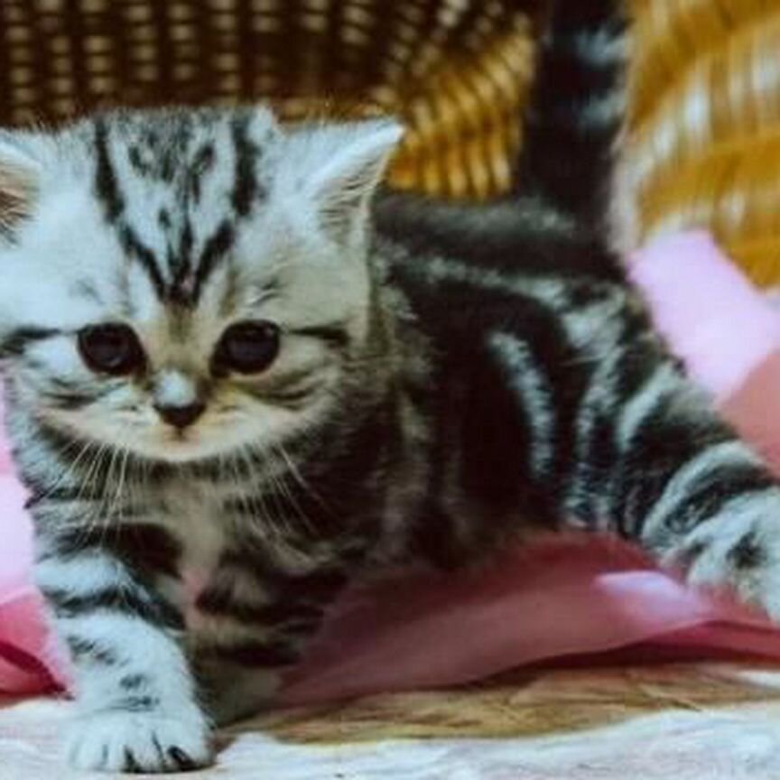 Британские котята