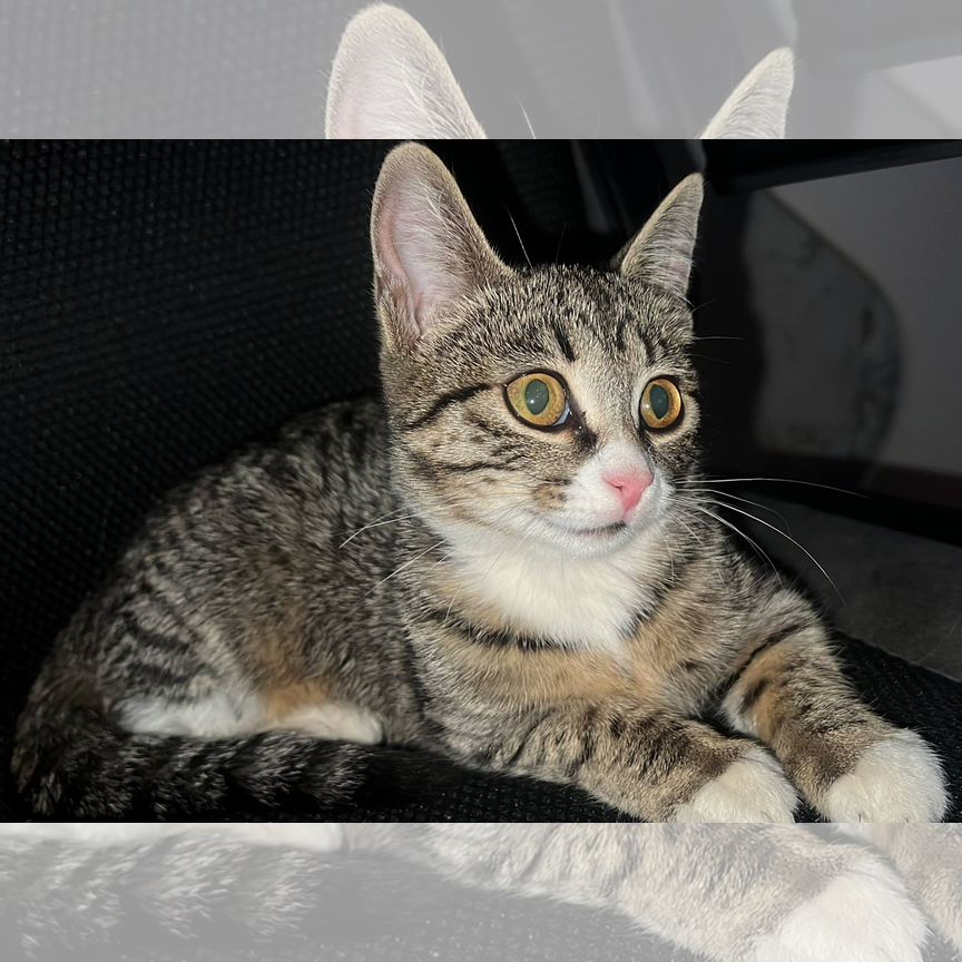 Котёнок в добрые руки