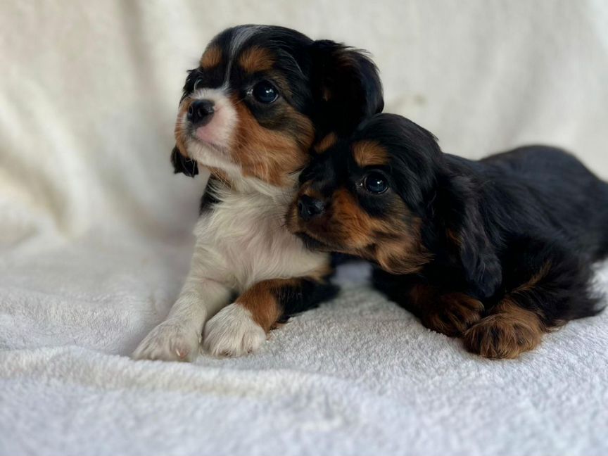 Кавалер Кинг Чарльз малыши 2 мес