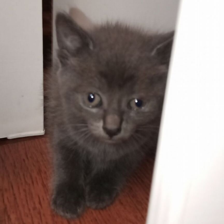 Котята отдам бесплатно