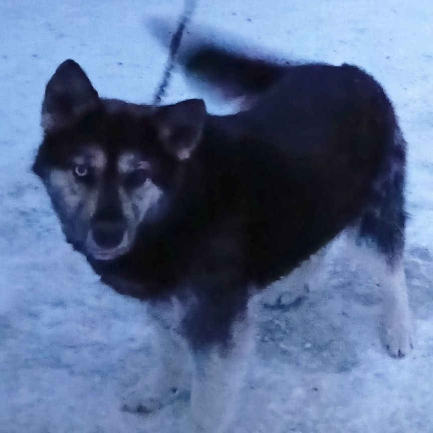 Собачка Хаски с овчаркой