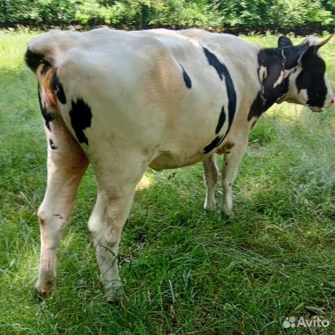 Телка голштинской породы
