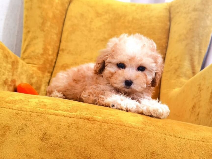 Собаки щенки мальтипу