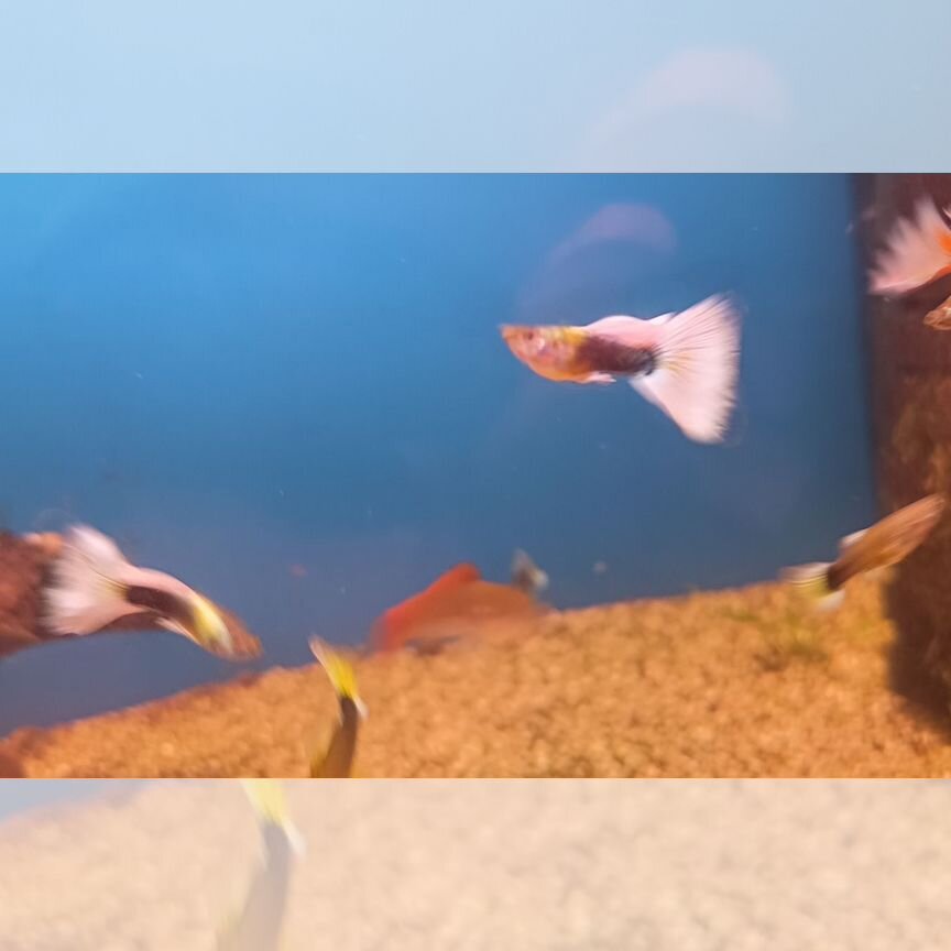 Аквариумные рыбки