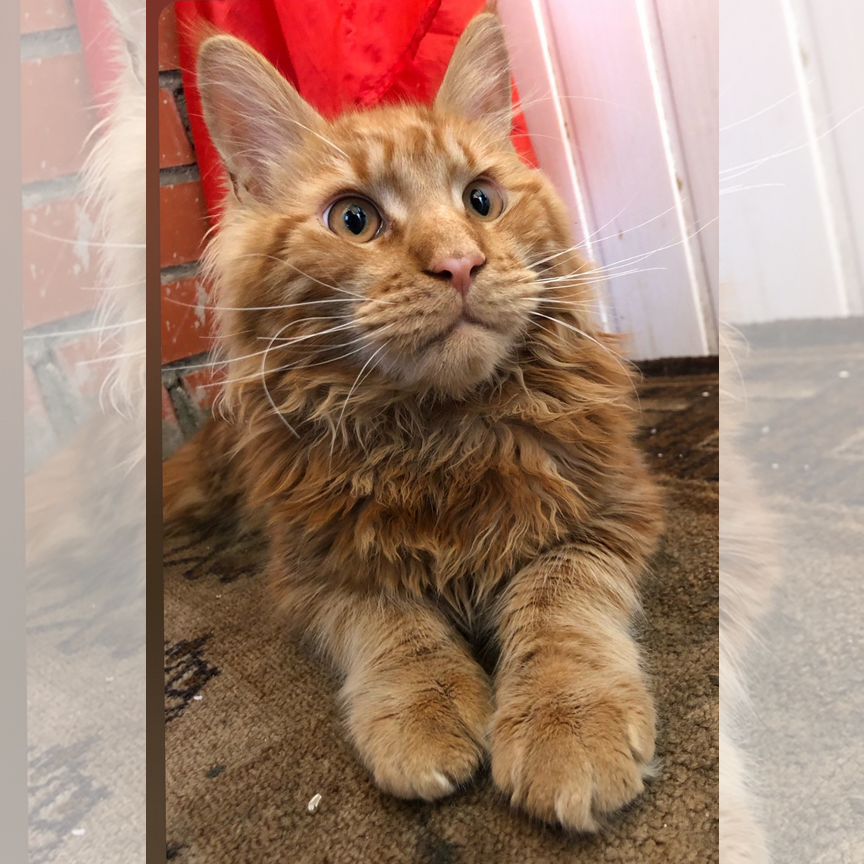 Мейн-кун котёнок