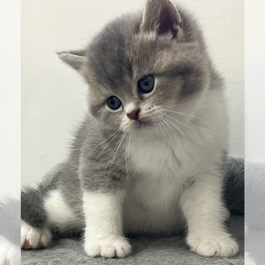 Британский короткошёрстный котёнок