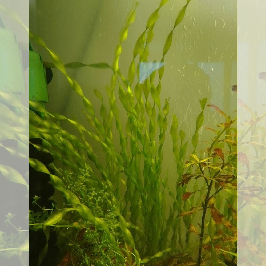 Растения аквариумные. Валлиснерия и другие