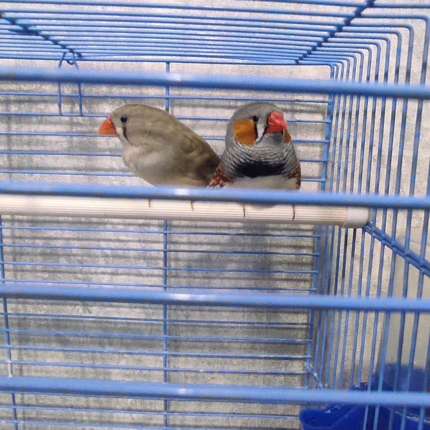 Зебровые амадины