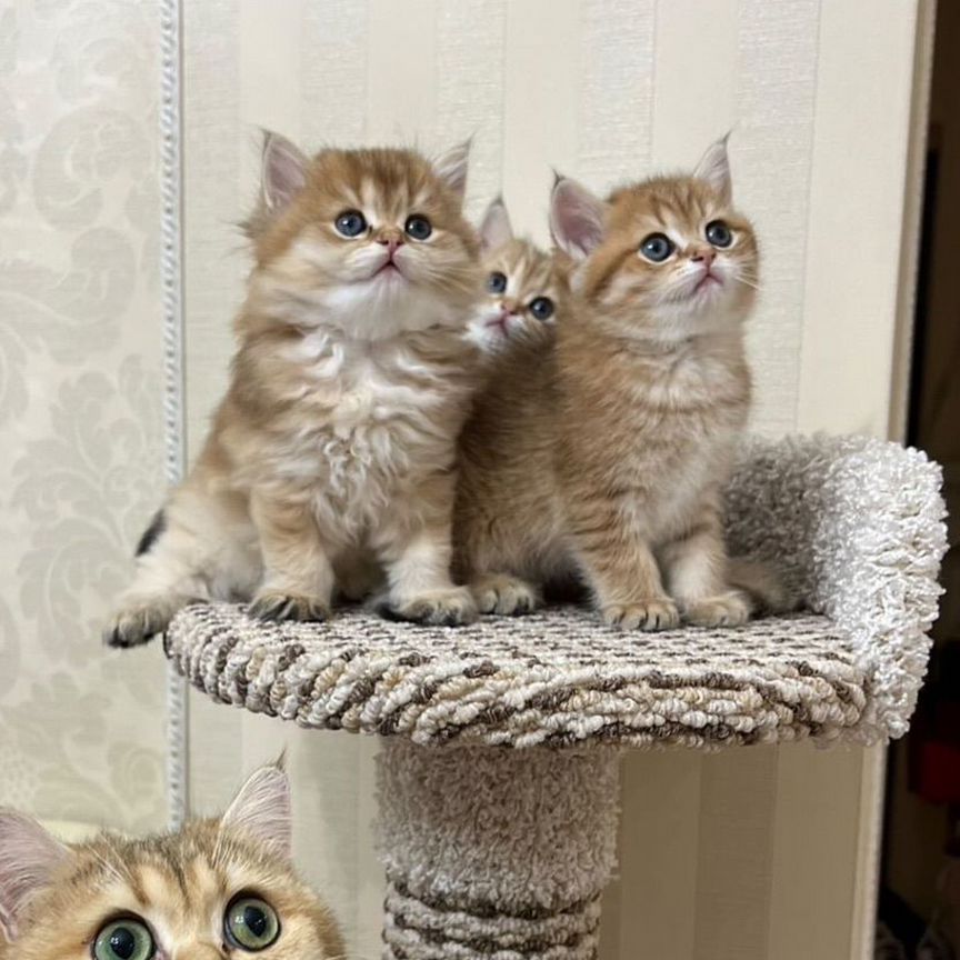 Котята британской золотой шиншилы