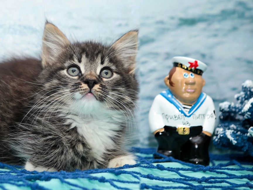 Котята в добрые руки отдам бесплатно