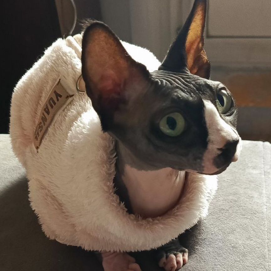 Канадский сфинкс, взрослая кошка