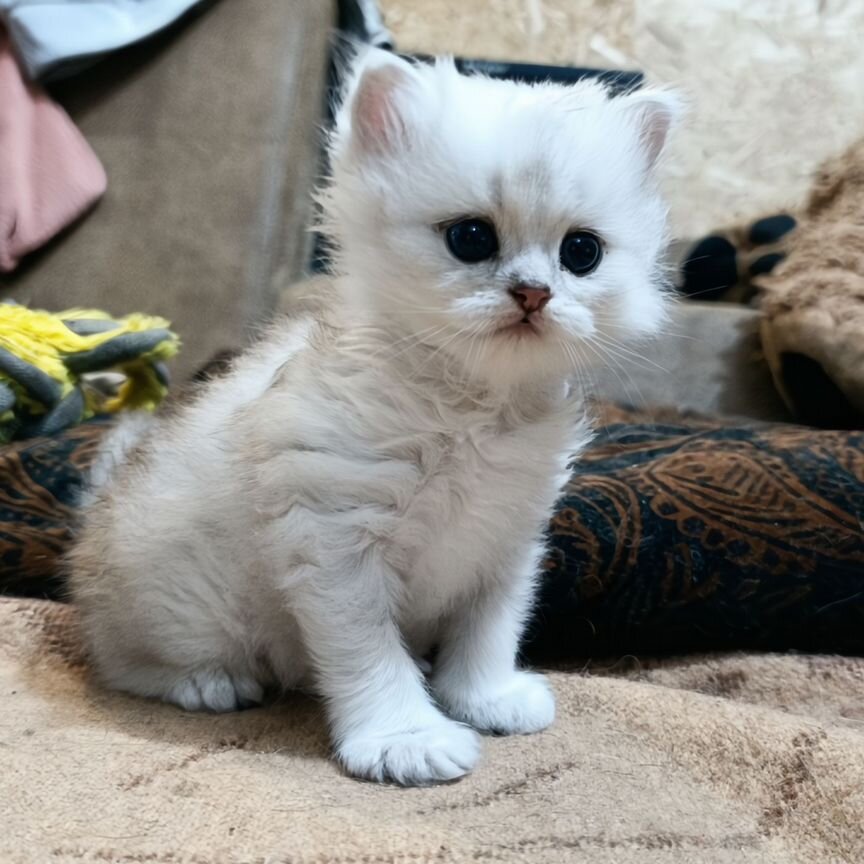 Британский длинношёрстный котёнок