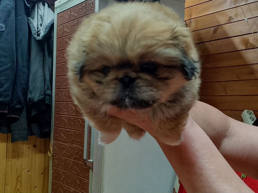 Щенки пекинеса