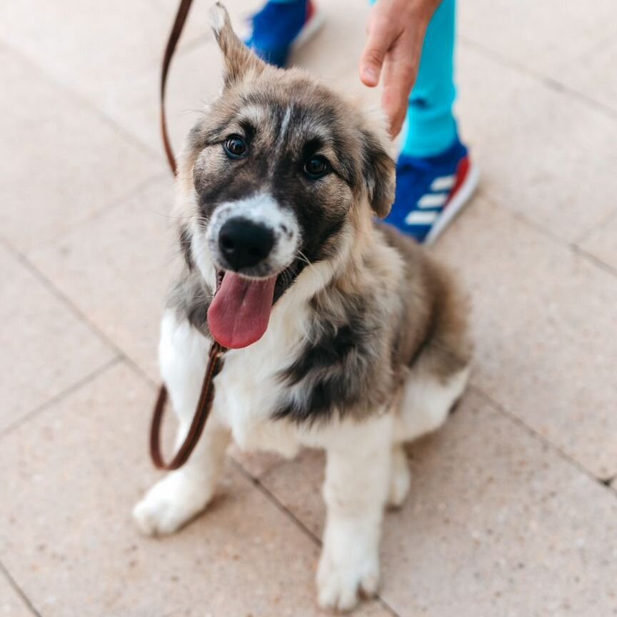 Ищу родителей