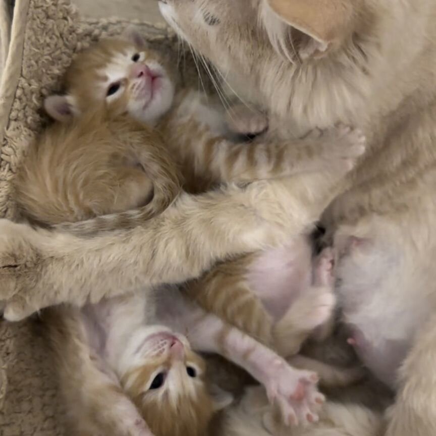 Рыжие котята на счастье