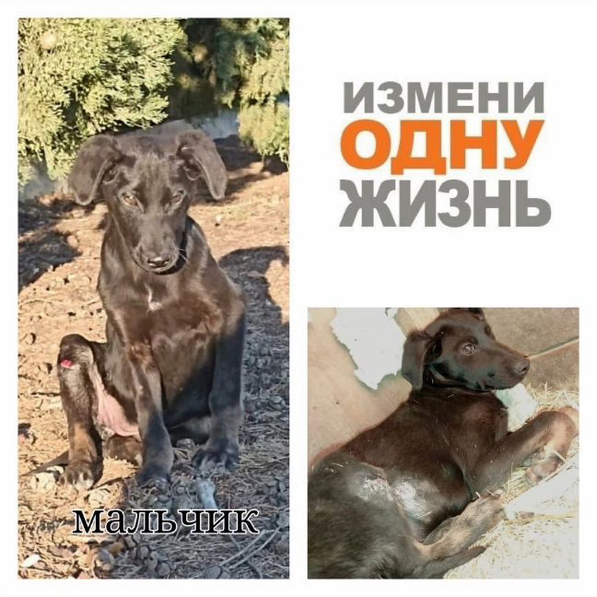 Ищет дом щенок