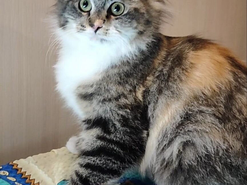 Пушистое чудо чудное