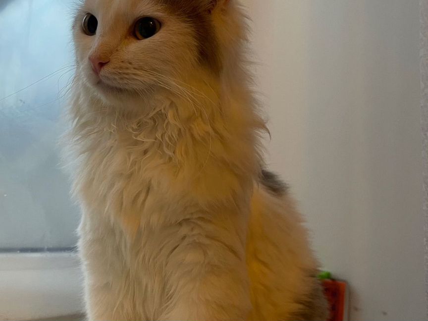 Котята в добрые руки мальчики