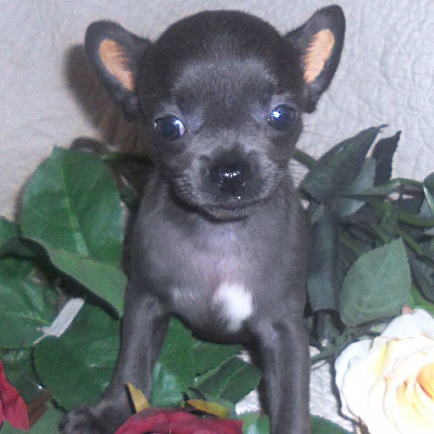 Чихуахуа, щенок